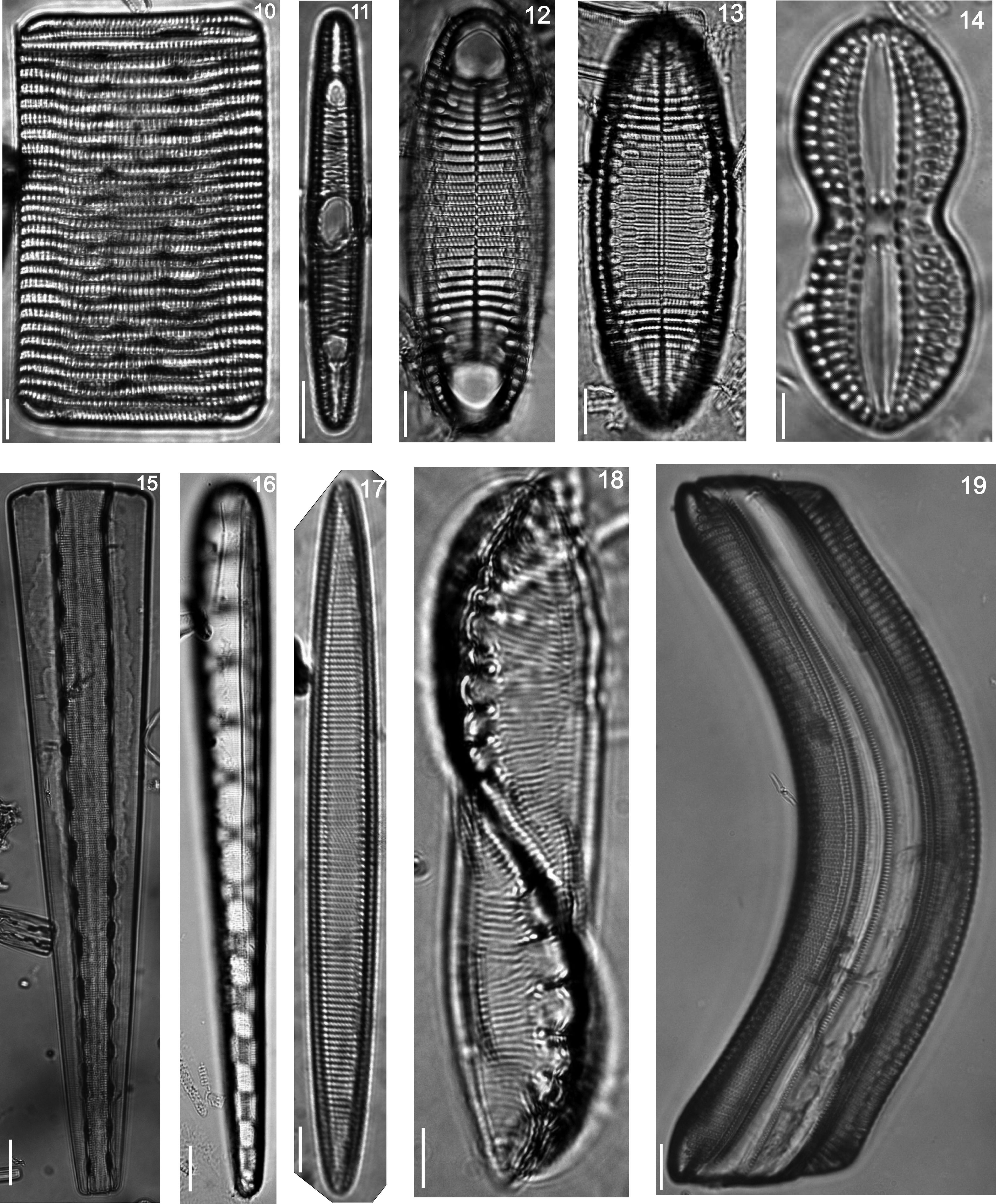 First record of benthic diatoms (Bacillariophyceae and ...