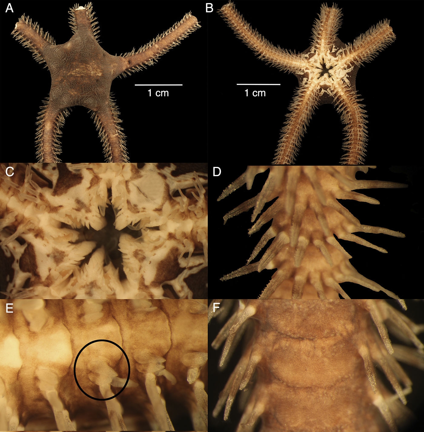 First records and range extension of Ophioblenna antillensis ...