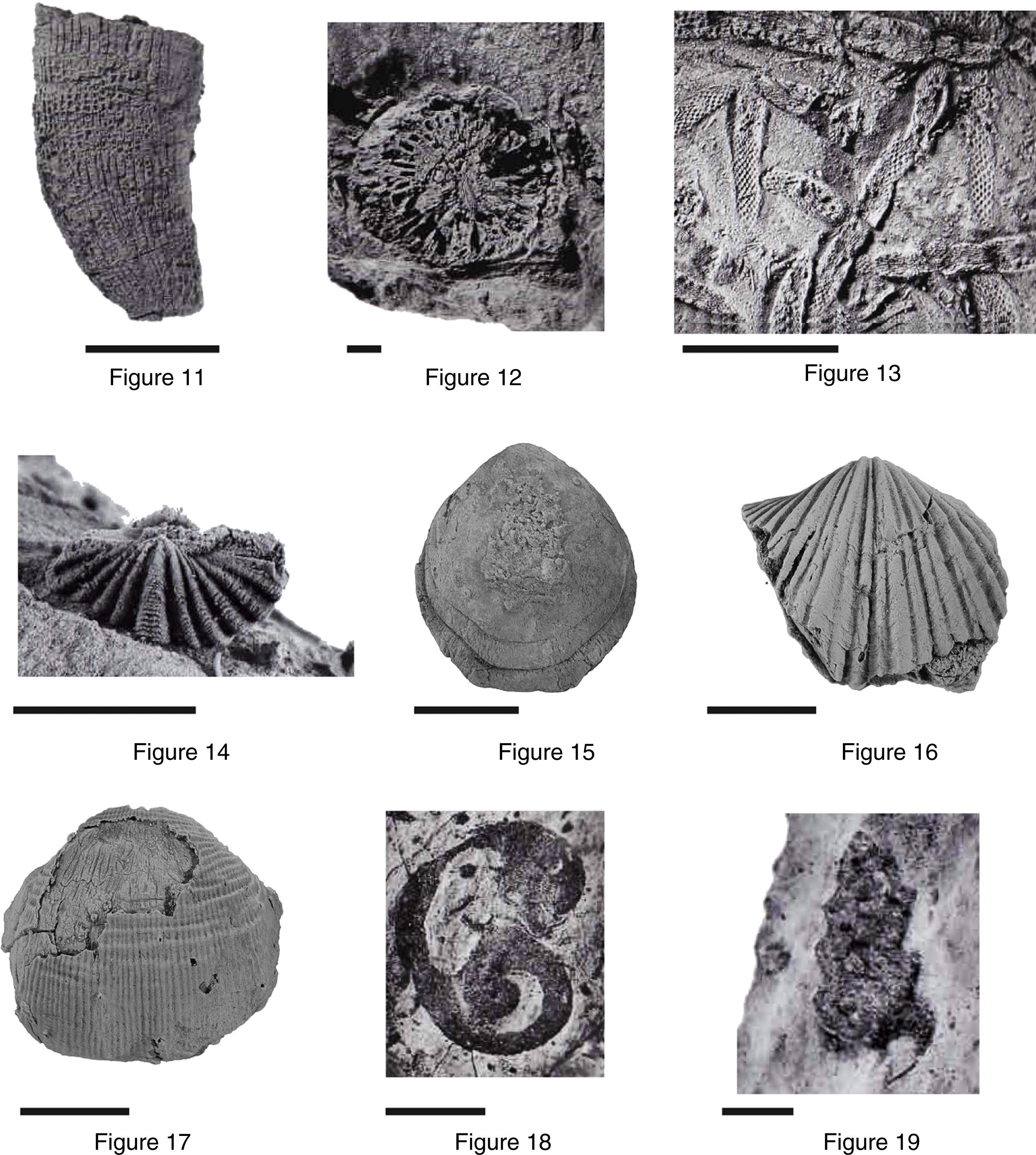 Pennsylvanian biota of the Sierra Agua Verde, Sonora, Mexico ...