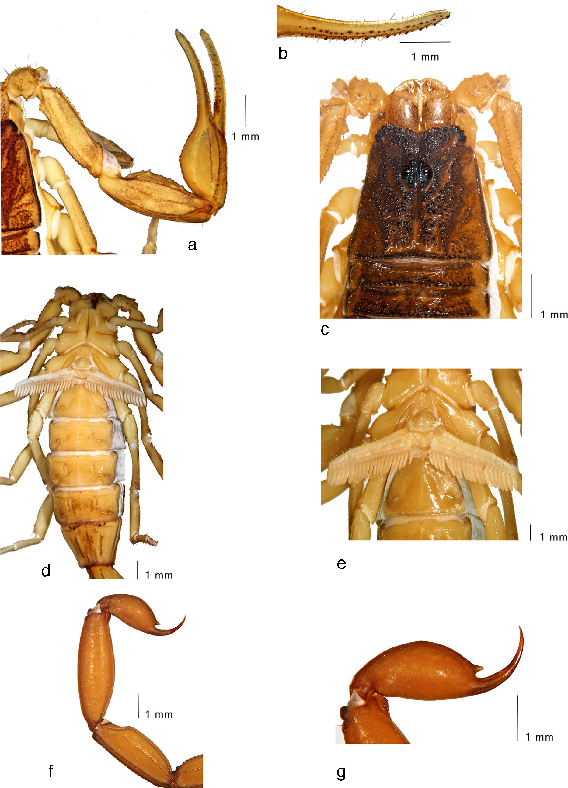 Redescription of Centruroides noxius and description of a closely ...