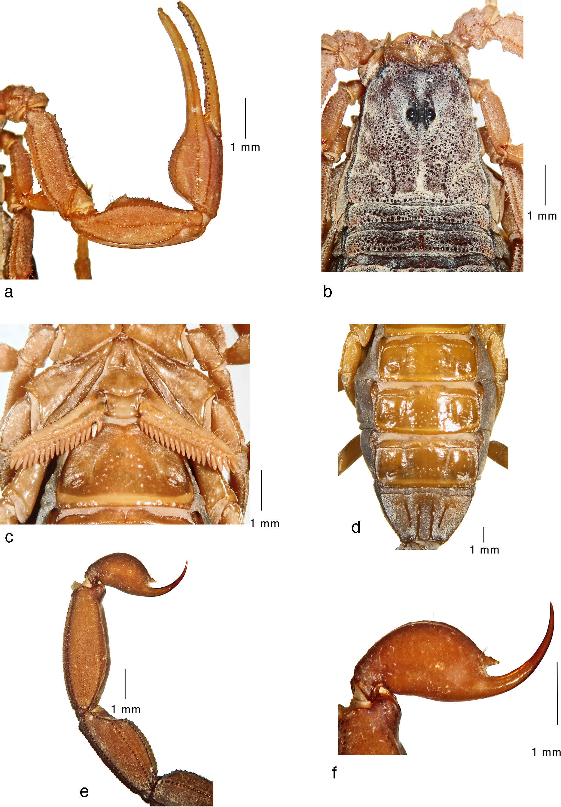 Redescription of Centruroides noxius and description of a closely ...
