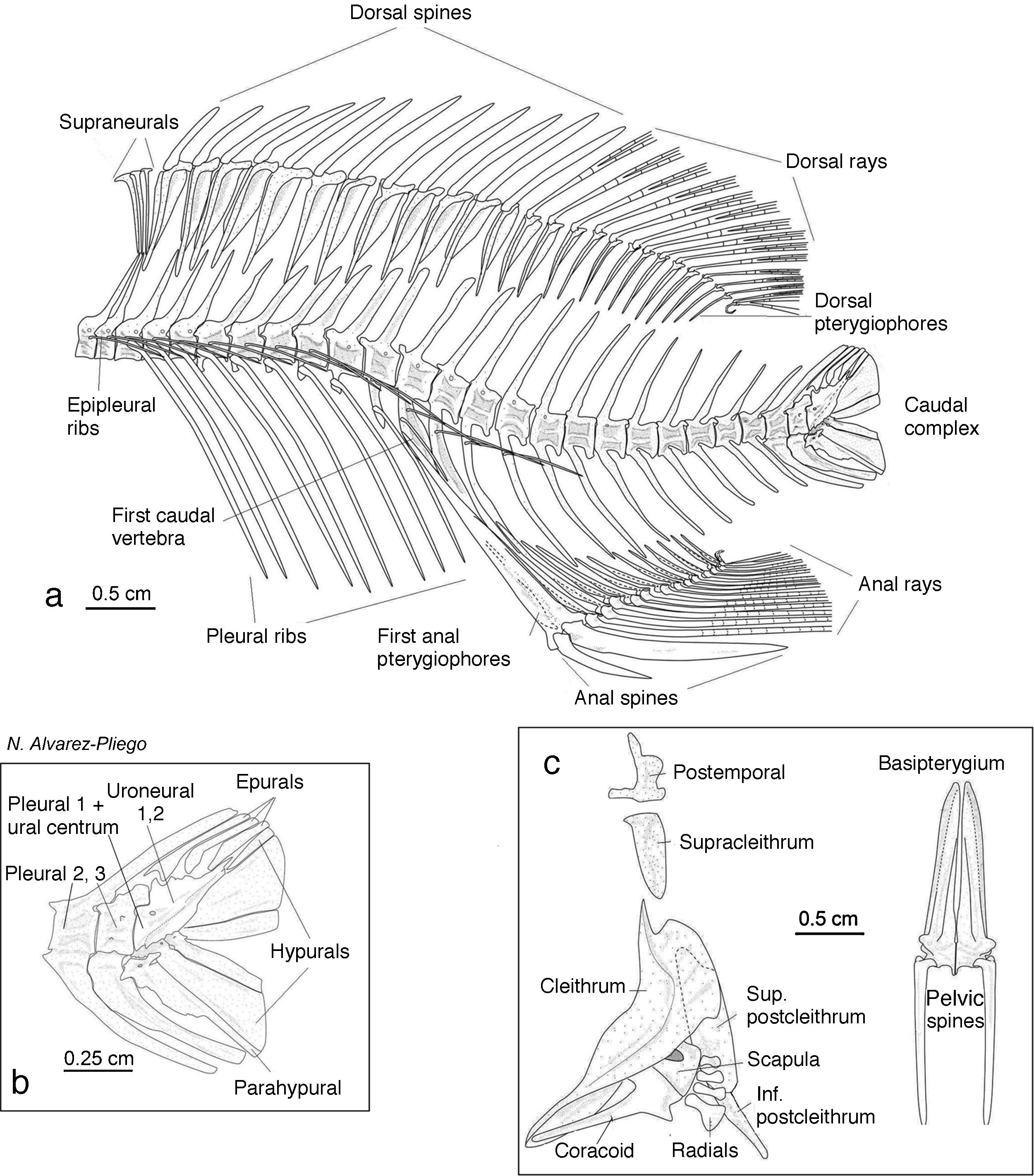 Anatomical description of the Cortés damselfish Stegastes rectifraenum ...