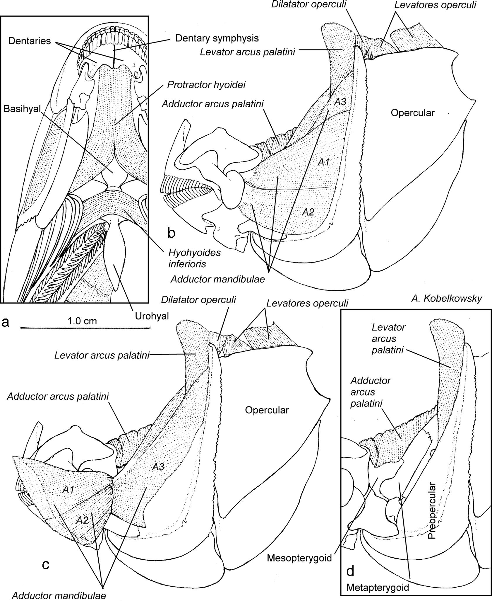 Anatomical description of the Cortés damselfish Stegastes rectifraenum ...