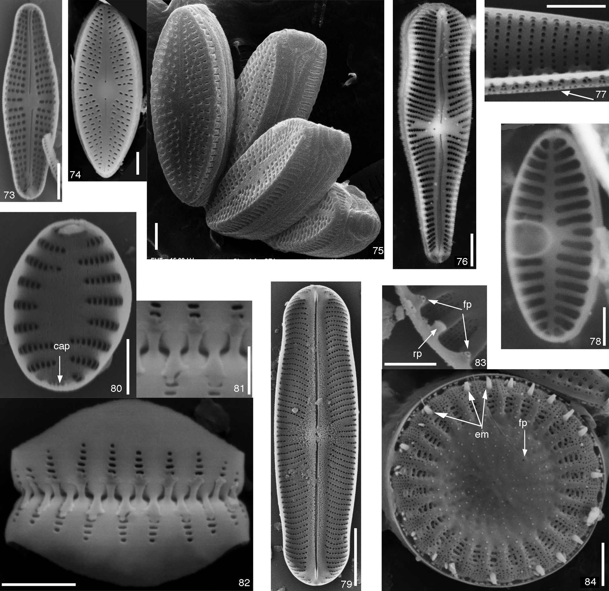 Diatomeas epilíticas de la cuenca alta del río Laja, Guanajuato, México