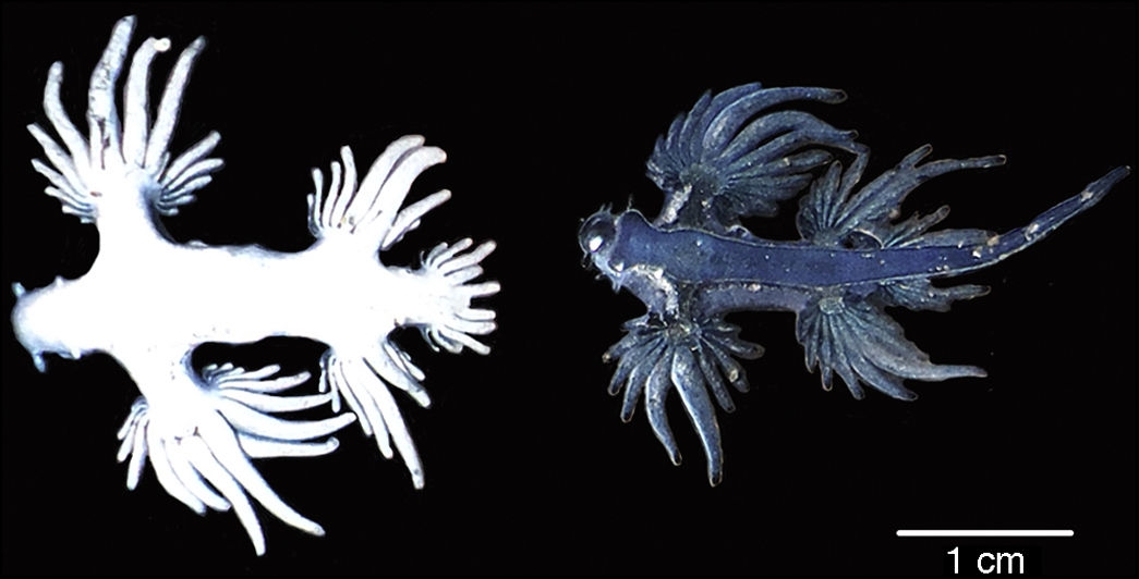 Registro de Glaucus atlanticus en la costa de El Salvador, Pacífico de ...