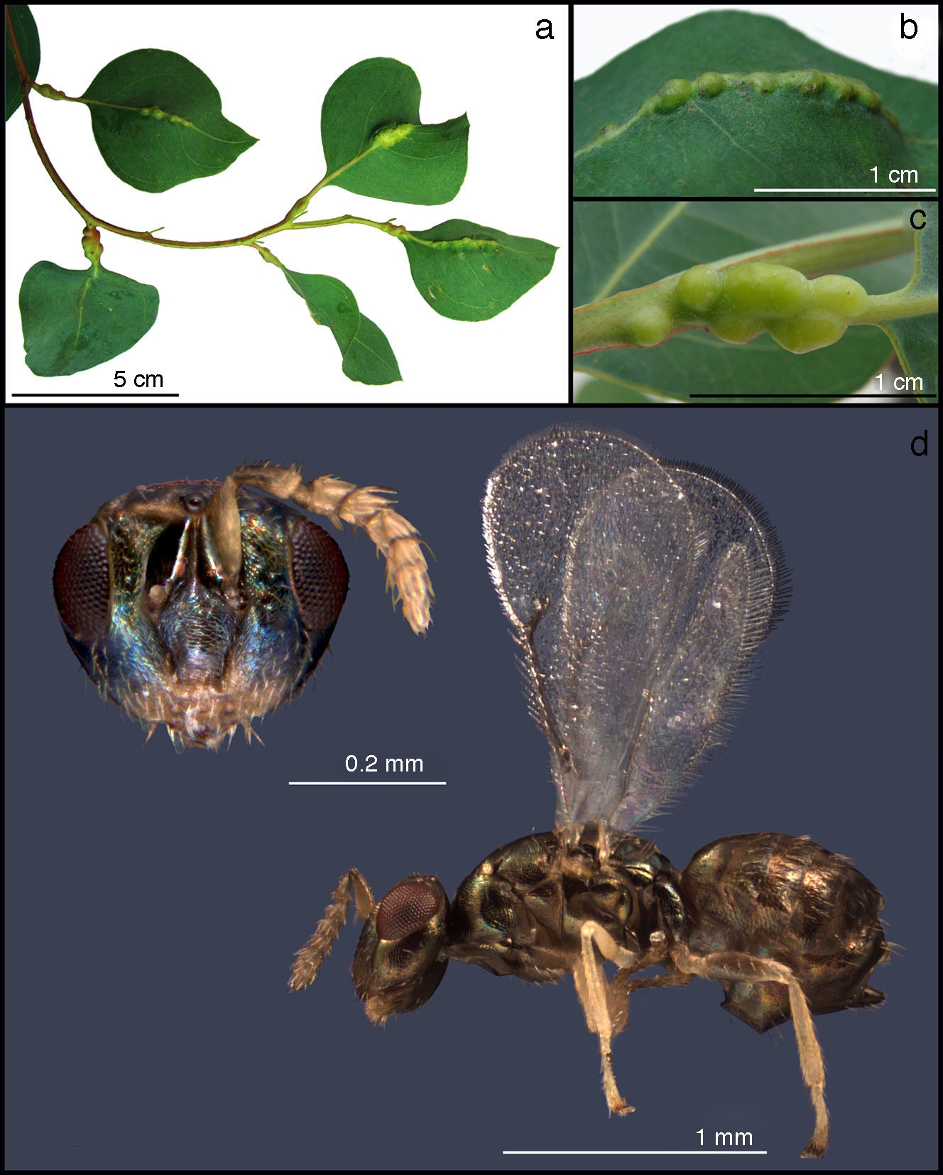 First record of eucalyptus gall wasp Leptocybe invasa (Hymenoptera ...