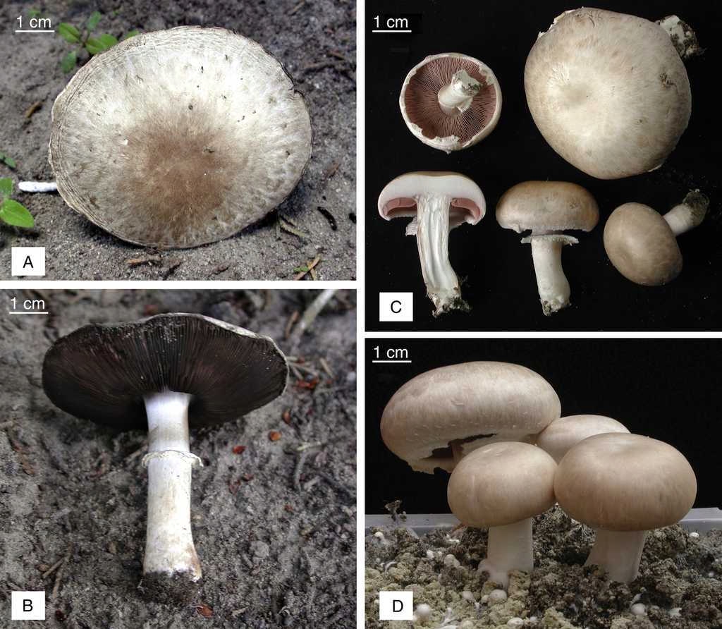 Primer registro de Agaricus bisporus (Basidiomycota, Agaricaceae ...