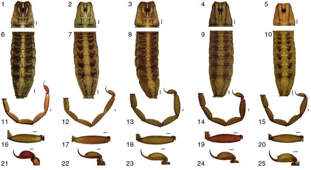A new species of scorpion of the genus Centruroides (Scorpiones ...