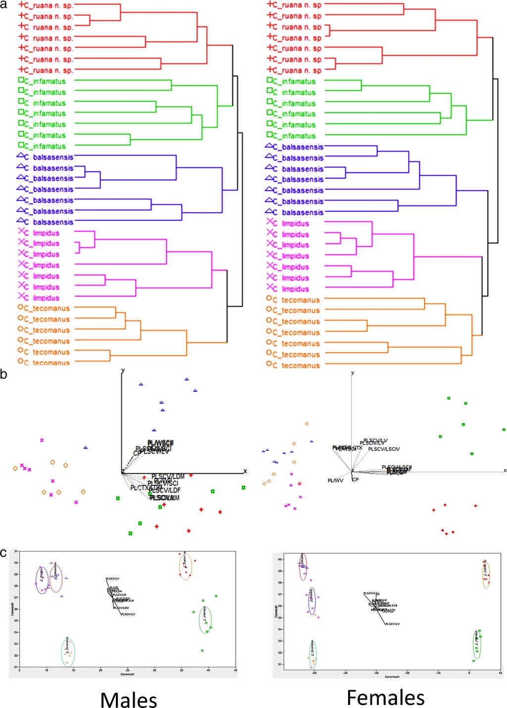 A new species of scorpion of the genus Centruroides (Scorpiones ...