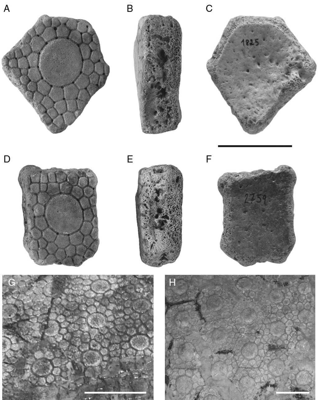 Primeros registros del género Nopachtus (Xenarthra: Cingulata ...