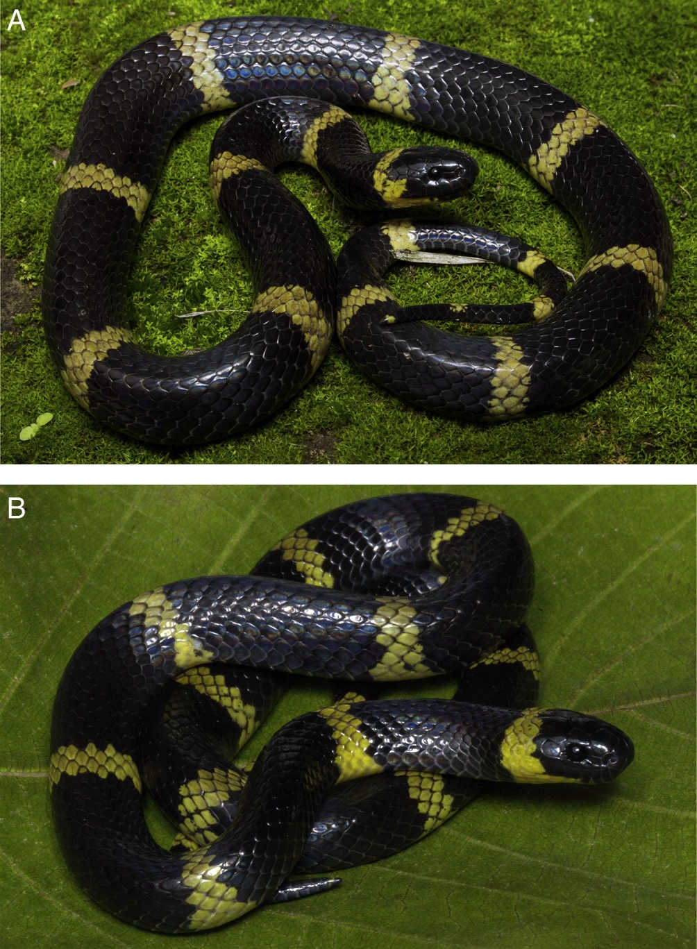 Registros adicionales de la serpiente caracolera occidental ...