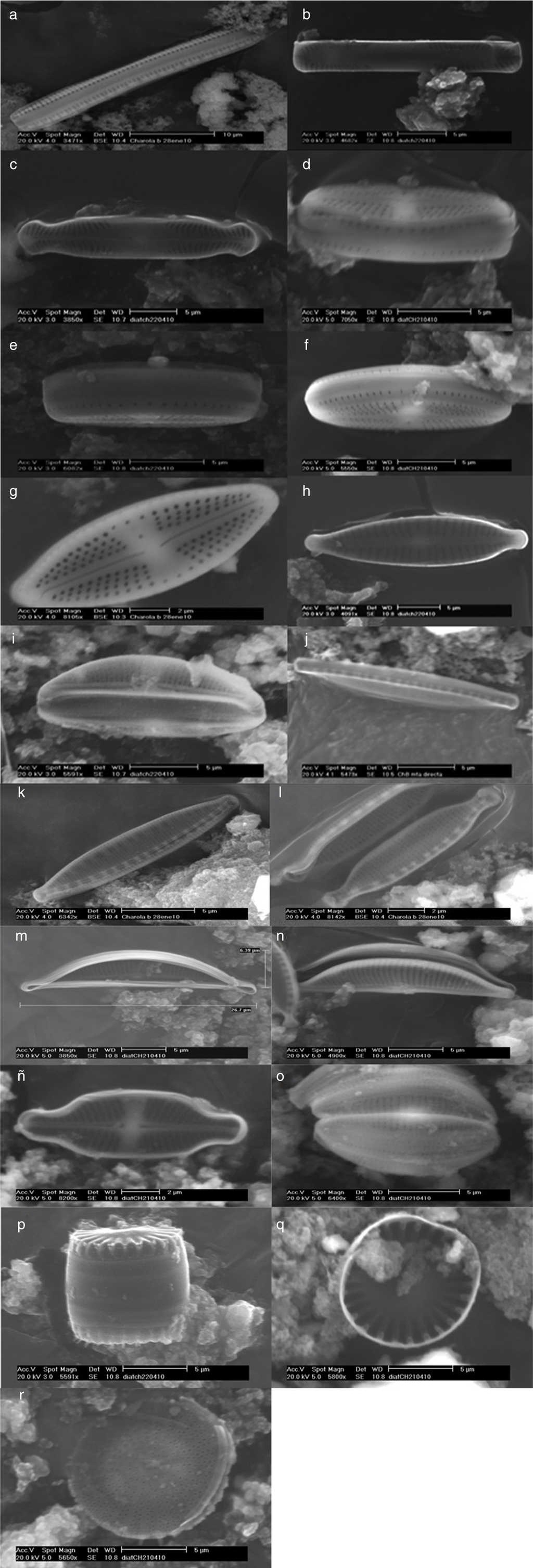 Thermophile mats of microalgae growing on the woody structure of a ...