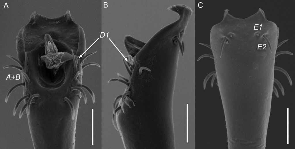Three new harvestman species of the genus Philora (Opiliones ...