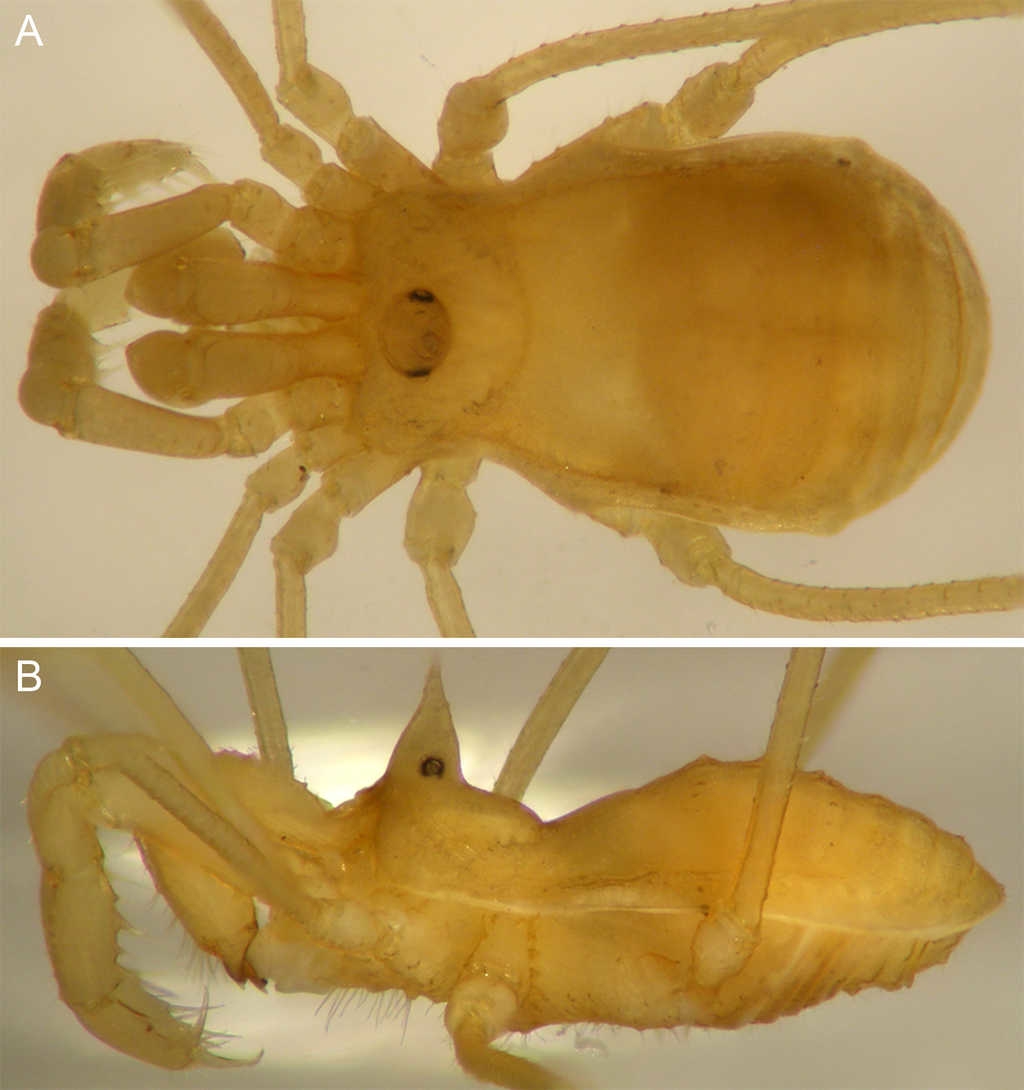 Three new harvestman species of the genus Philora (Opiliones ...
