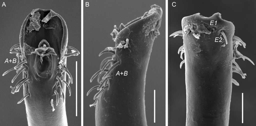 Three new harvestman species of the genus Philora (Opiliones ...