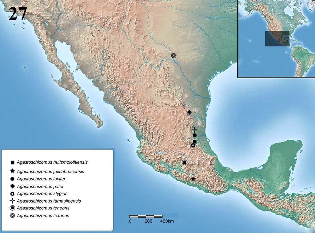 Three new species of Agastoschizomus (Arachnida: Schizomida ...