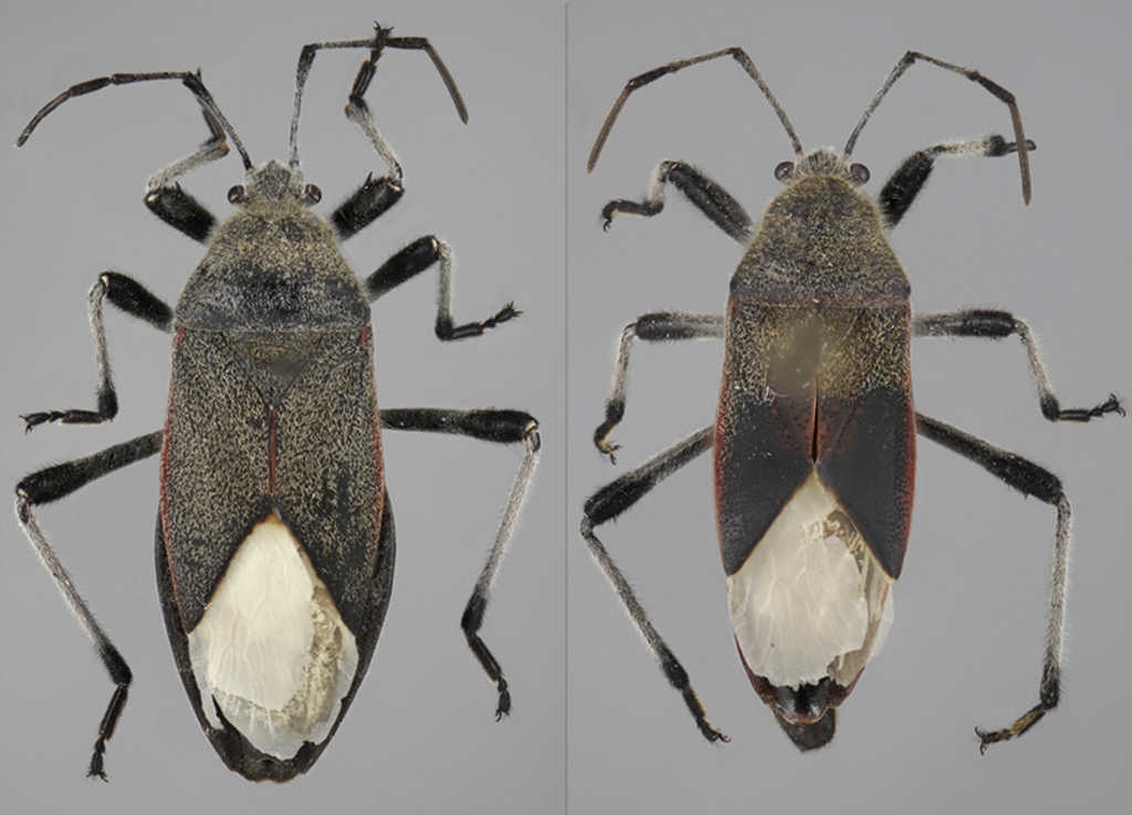 Revisión del género Largus (Hemiptera: Heteroptera: Largidae) para México