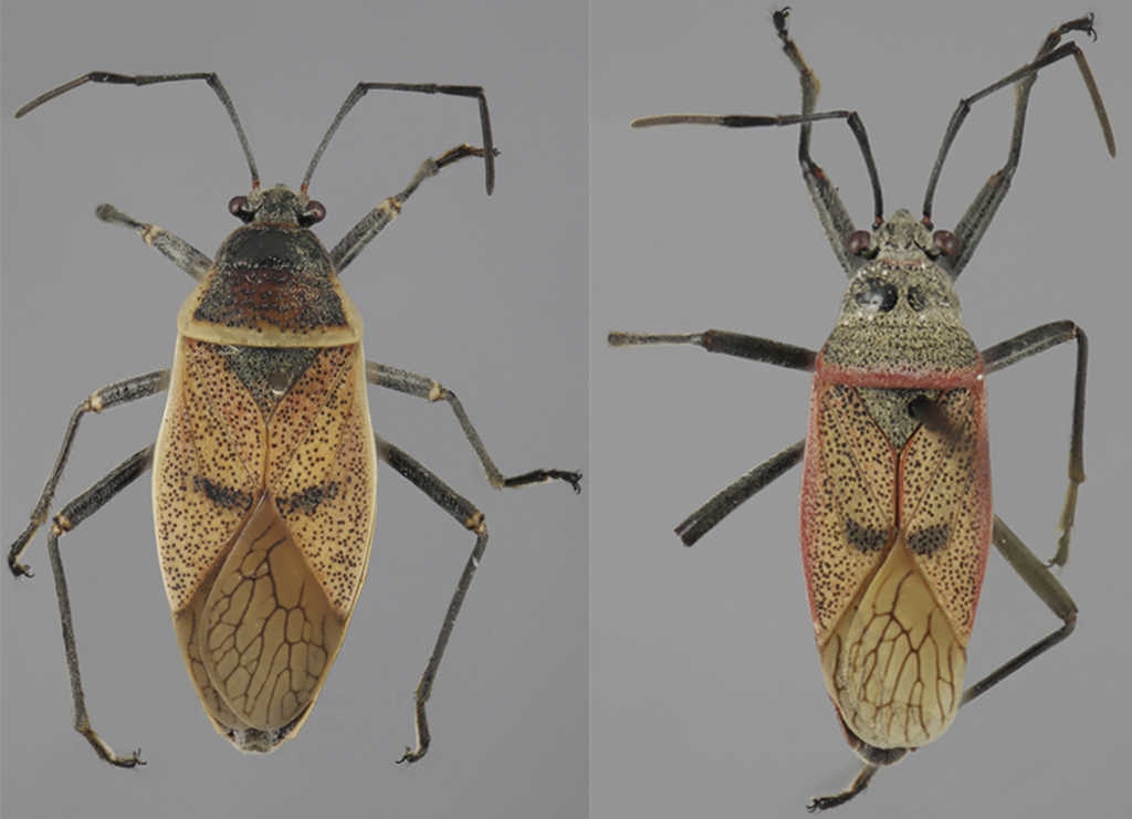 Revisión del género Largus (Hemiptera: Heteroptera: Largidae) para México