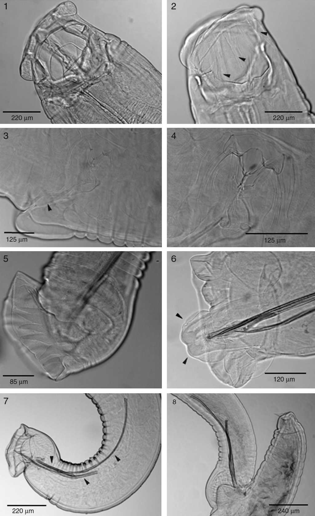 Diaphanocephalus galeatus (Nematoda: Diaphanocephalidae), parasite of ...