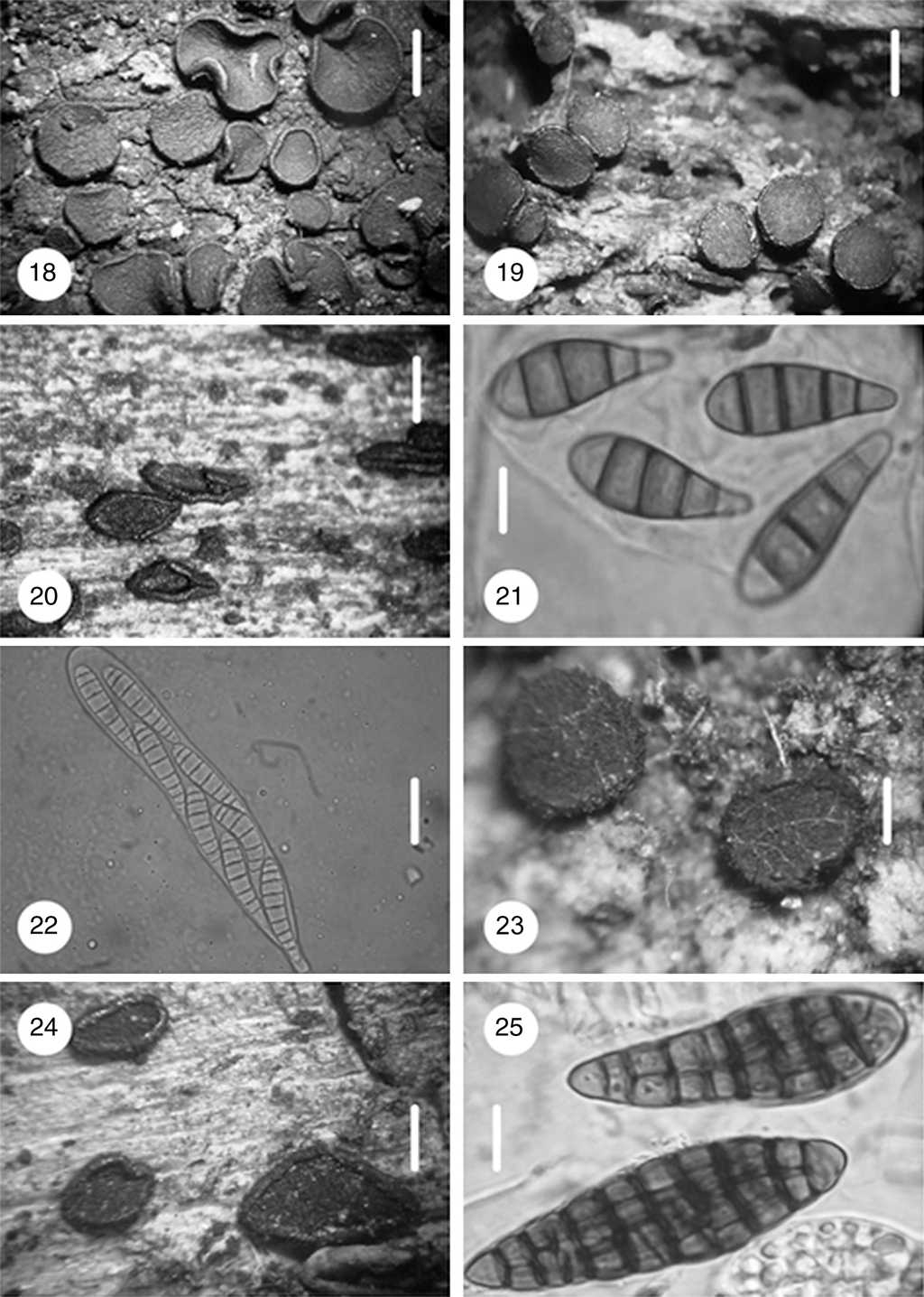 Algunas especies saprobias de Dothideomycetes y Lecanoromycetes ...