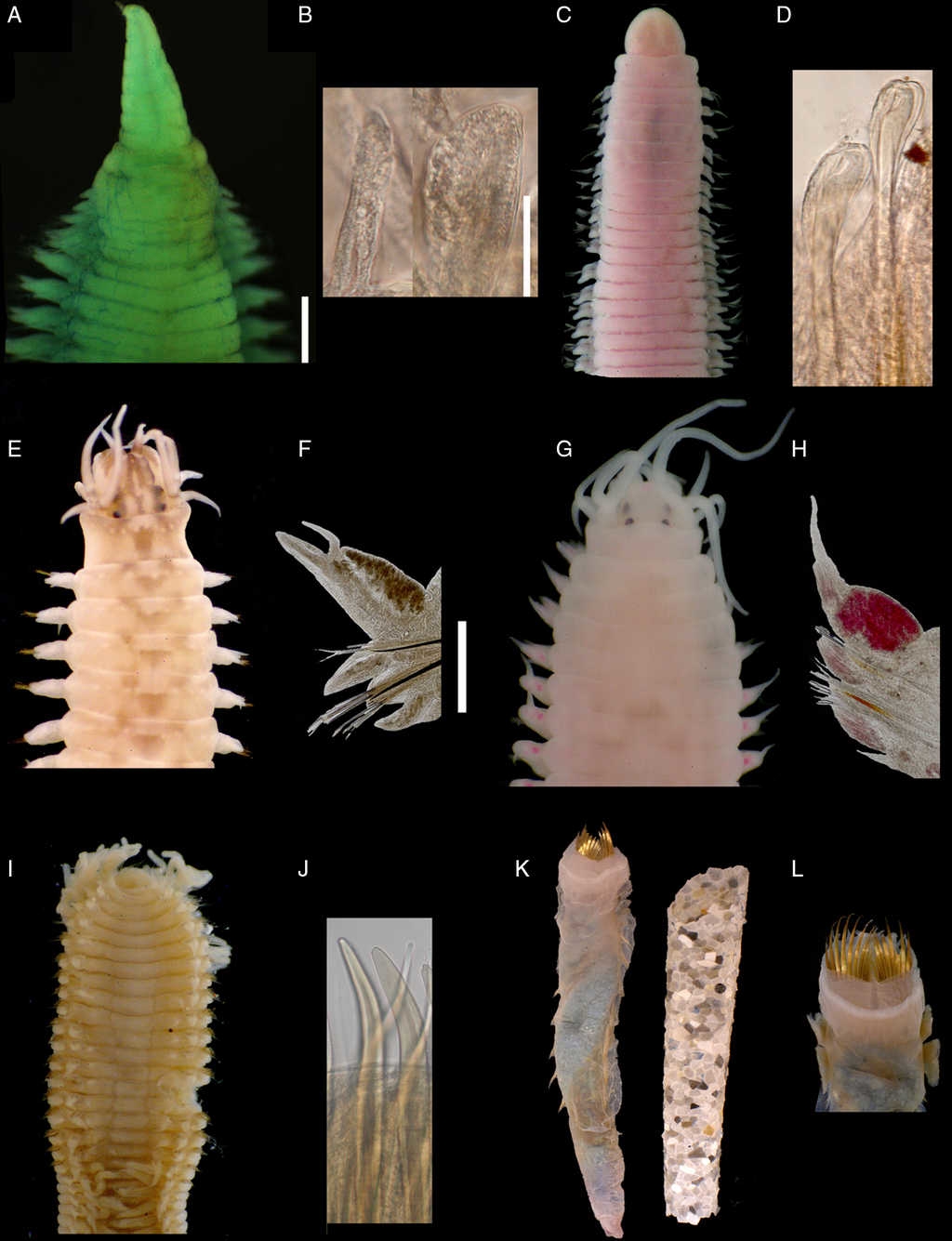 Registros nuevos de poliquetos (Annelida) de la zona costera de isla ...