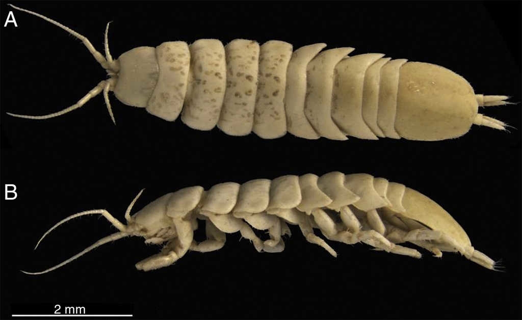 A new species of stygobitic isopod (Crustacea: Stenasellidae) of the ...