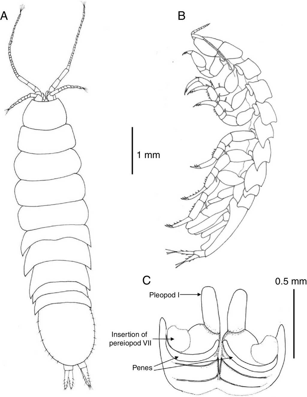 A new species of stygobitic isopod (Crustacea: Stenasellidae) of the ...