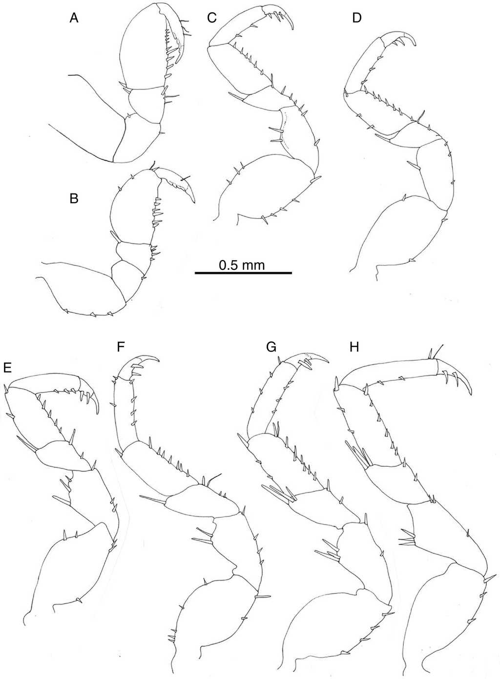 A new species of stygobitic isopod (Crustacea: Stenasellidae) of the ...