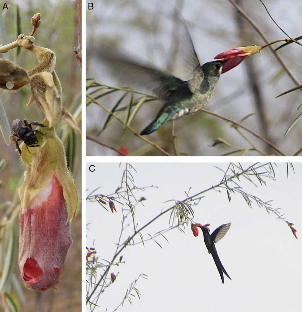 Nectar robbing in Collaea cipoensis (Fabaceae), an endemic shrub of the ...
