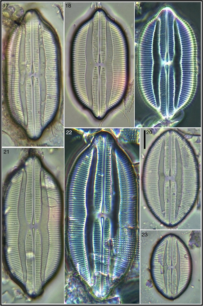 New records and combinations of Lyrella (Bacillariophyceae: Lyrellales ...