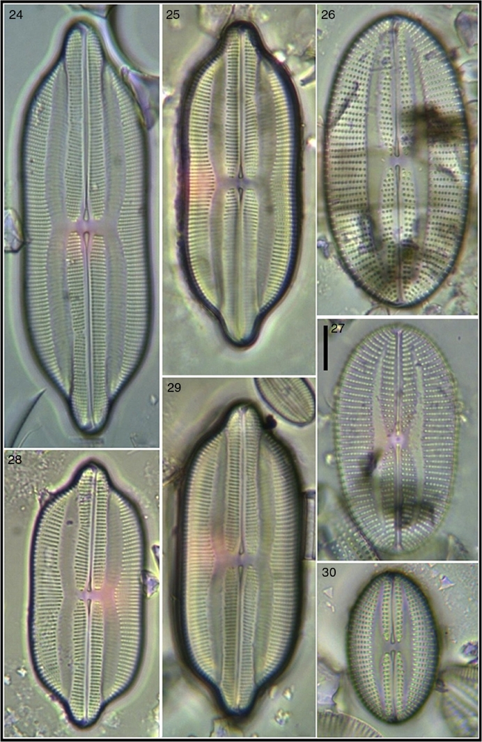 New records and combinations of Lyrella (Bacillariophyceae: Lyrellales ...