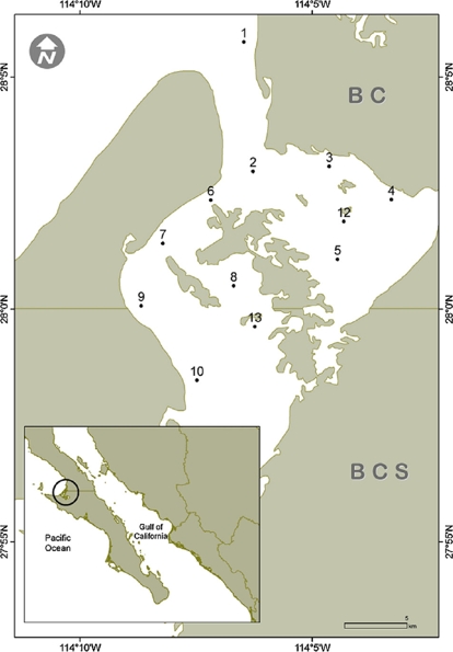 Diversity of benthic diatoms in the Guerrero Negro Lagoon (El Vizcaíno ...