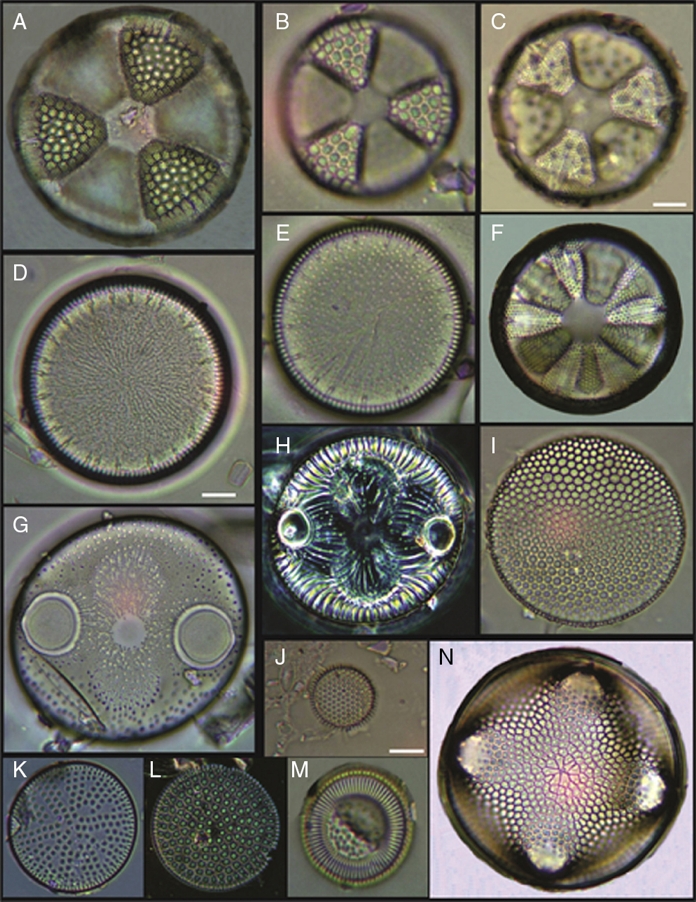 Diversity of benthic diatoms in the Guerrero Negro Lagoon (El Vizcaíno ...