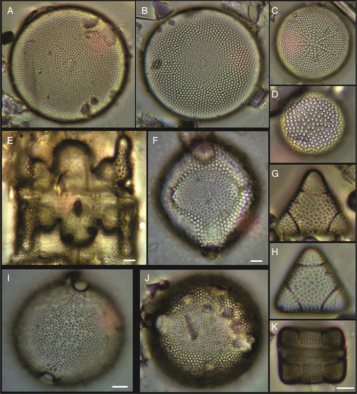 Diversity of benthic diatoms in the Guerrero Negro Lagoon (El Vizcaíno ...