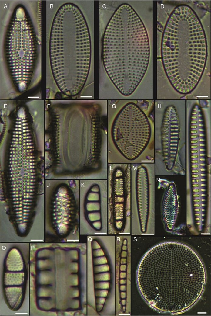Diversity of benthic diatoms in the Guerrero Negro Lagoon (El Vizcaíno ...