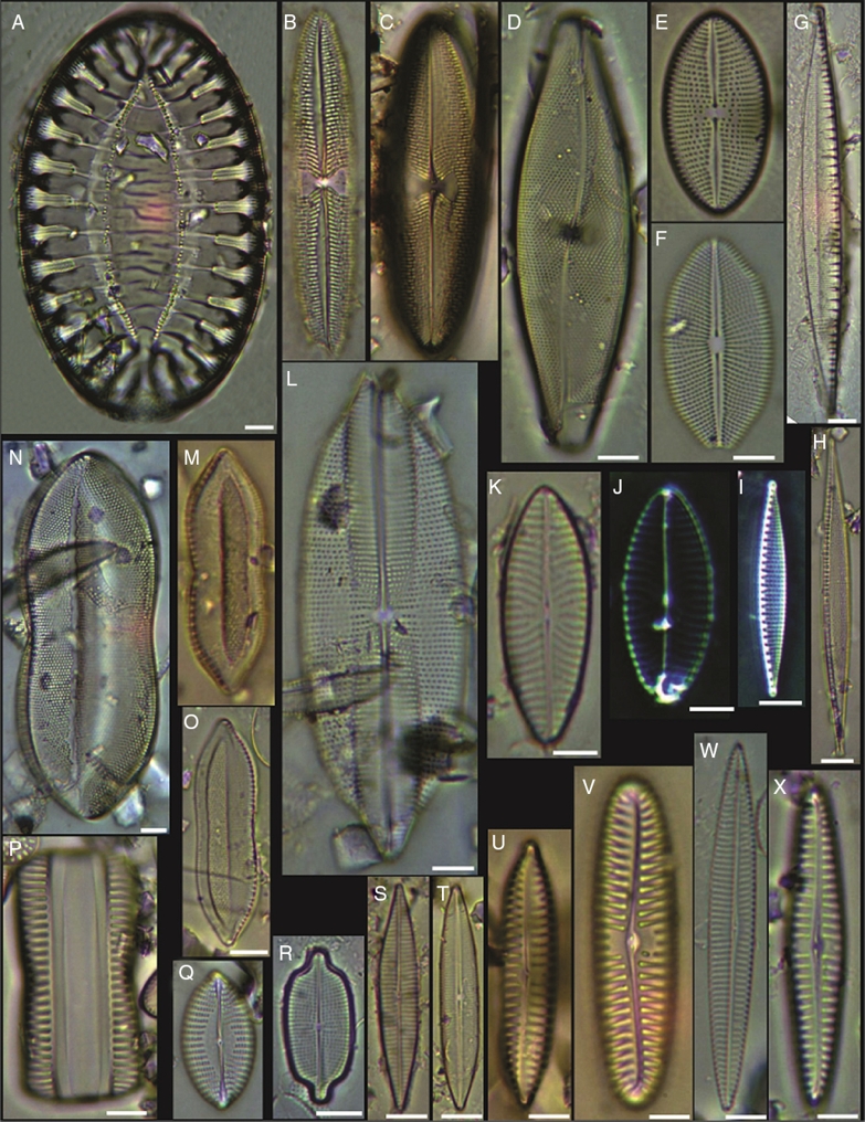 Diversity of benthic diatoms in the Guerrero Negro Lagoon (El Vizcaíno ...