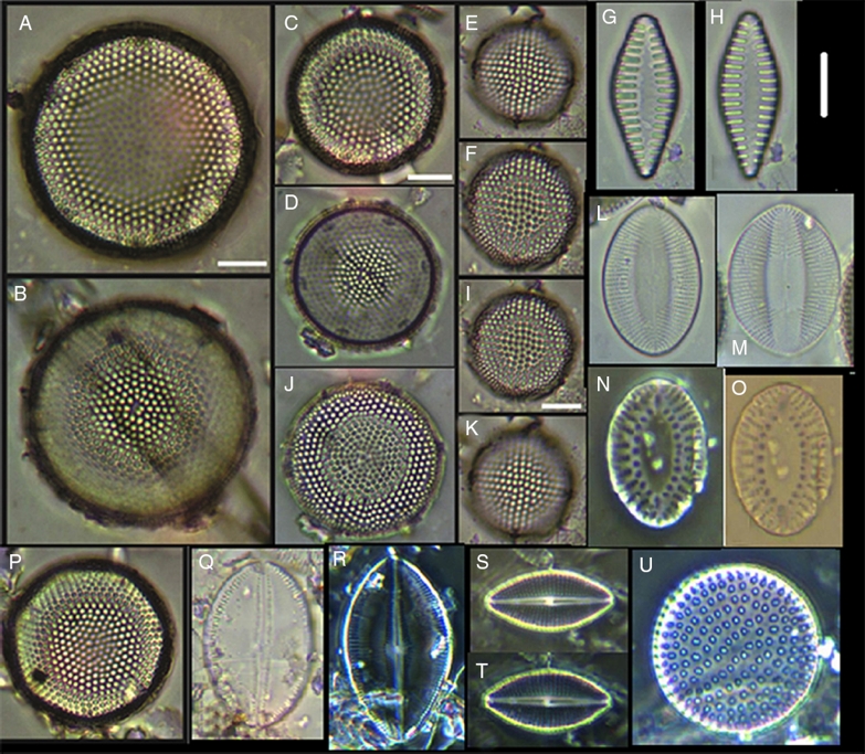 Diversity of benthic diatoms in the Guerrero Negro Lagoon (El Vizcaíno ...