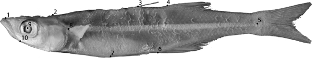 Diversidad morfológica en 6 poblaciones del pescado blanco Chirostoma ...