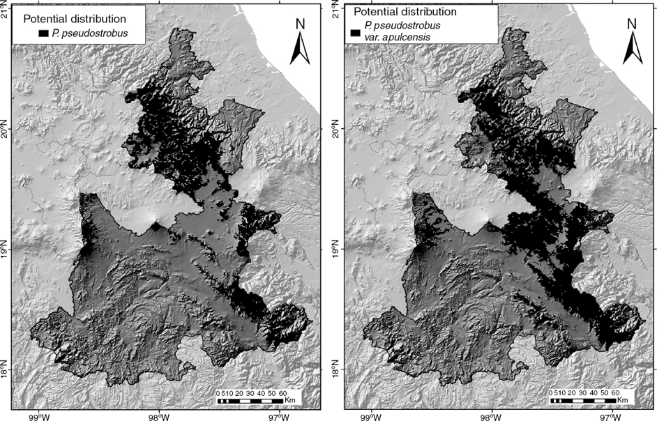 Biodiversity, distribution, and conservation status of Pinaceae in ...