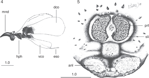 An incidental case of gastric pseudomyiasis in Canis latrans (Carnivora ...