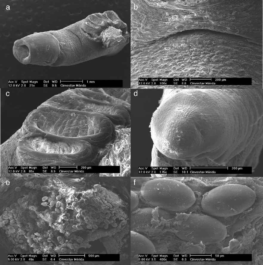 First record of Multicalyx cristata (Aspidocotylea) in Sphyrna lewini ...