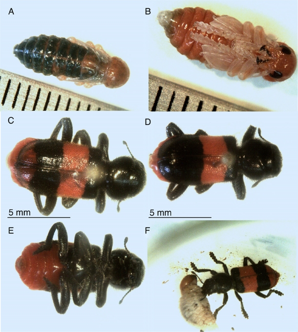 First report of the entomophagous Enoclerus zonatus (Coleoptera ...