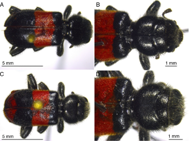 First report of the entomophagous Enoclerus zonatus (Coleoptera ...