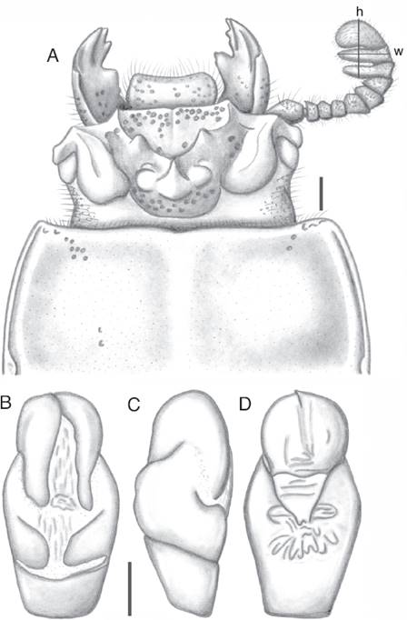 The passalid beetles (Coleoptera: Passalidae) from Costa Rica, with the ...