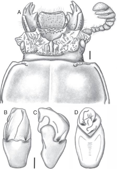 The passalid beetles (Coleoptera: Passalidae) from Costa Rica, with the ...