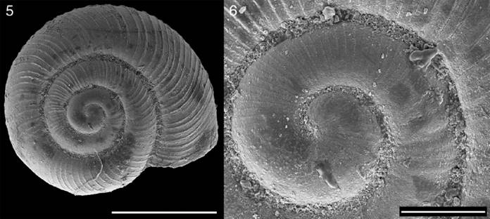 New records of terrestrial mollusks (Gastropoda: Stylommatophora) from ...