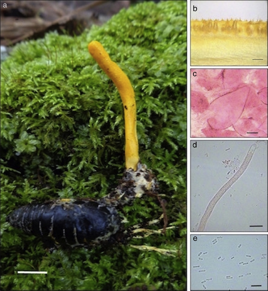 Nuevos registros de hongos entomopatógenos del género Cordyceps s. l ...