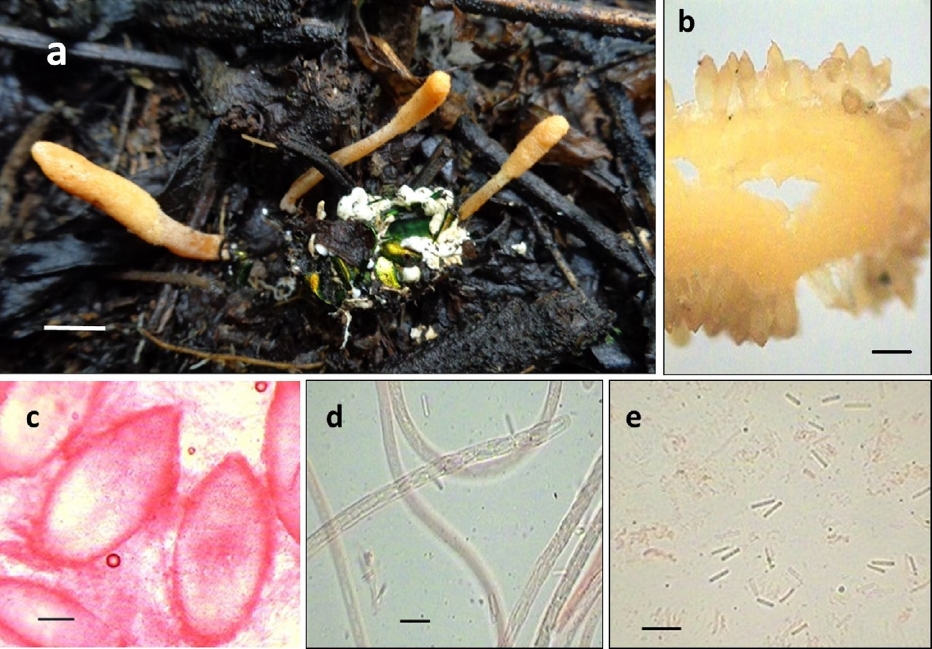 Nuevos registros de hongos entomopatógenos del género Cordyceps s. l ...