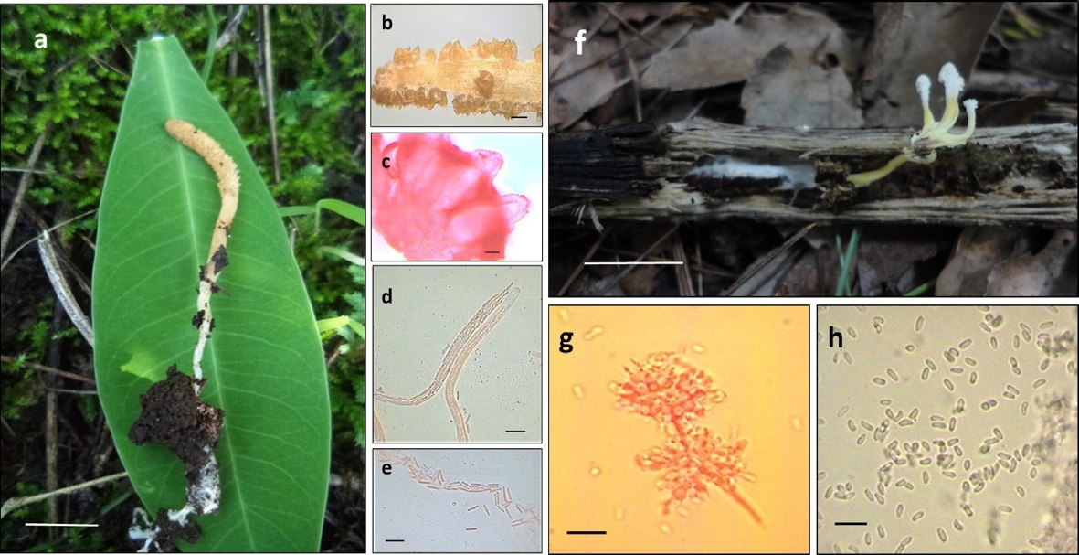 Nuevos registros de hongos entomopatógenos del género Cordyceps s. l ...