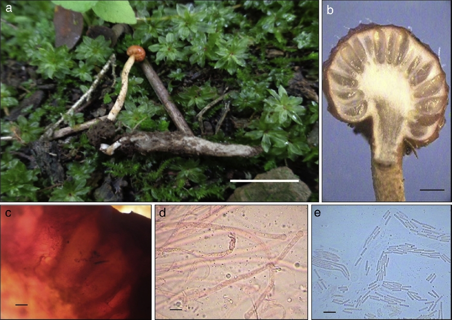 Nuevos registros de hongos entomopatógenos del género Cordyceps s. l ...